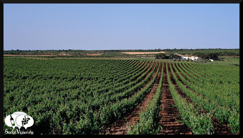 Utiel-Requena D.O. Wine Region - Social Vignerons
