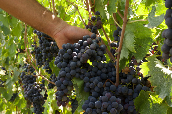 Viticcio Winery in Chianti Classico, Italy - Social Vignerons
