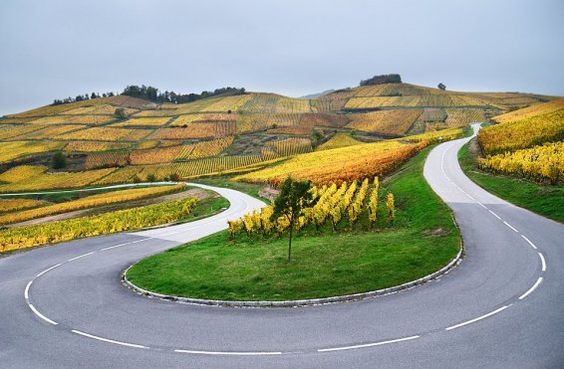 Vineyards and wines from Alsace - Social Vignerons