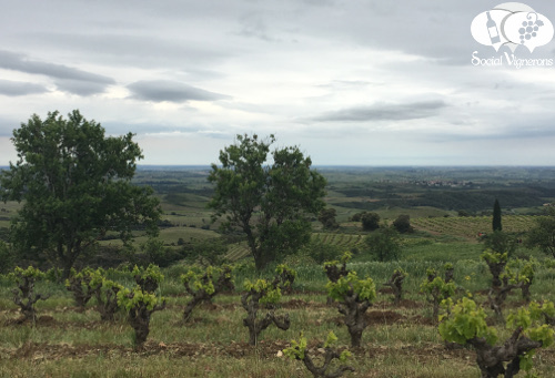 Faugères Wine Region, Map, Wineries, Best Wines - Social Vignerons